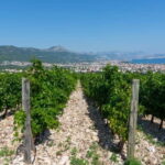 Split: Katela Wine Tasting and Food Pairing - The Breakdown of the Itinerary