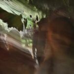 Spooky Savannah Ghost Coach - FAQs about the Spooky Savannah Ghost Coach