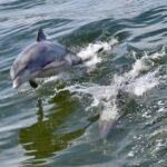 St. Augustine: Dolphin Watching Harbor Tour with Drinks - Details That Make the Difference