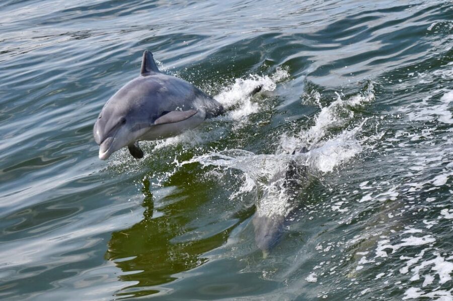 St. Augustine: Dolphin Watching Harbor Tour with Drinks - Details That Make the Difference
