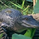 St. Augustine: St. Johns River Airboat Safari with a Guide - Authentic Encounters and Why They Matter