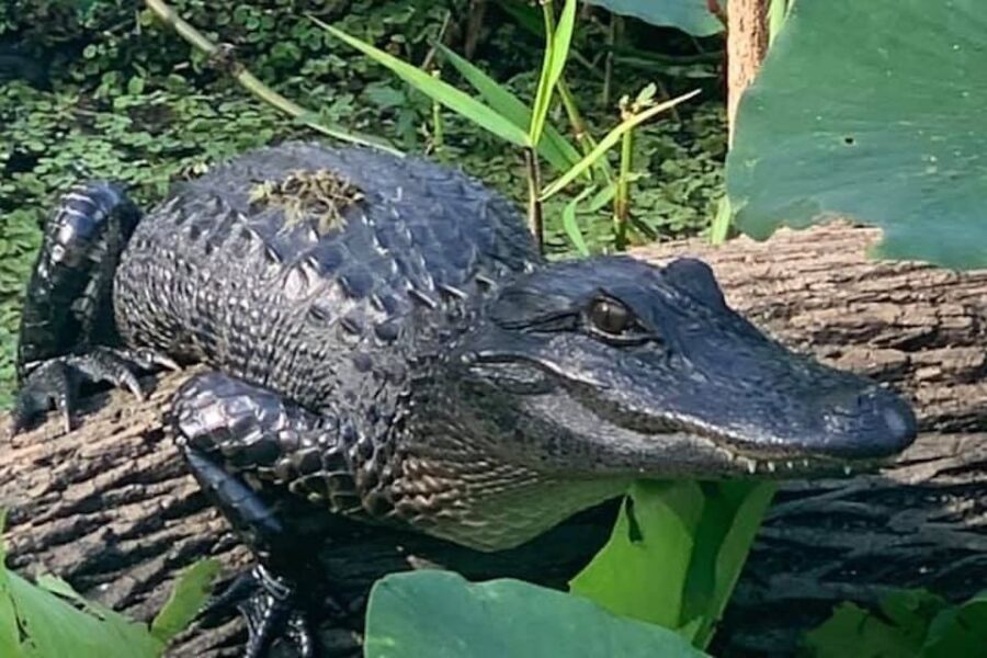 St. Augustine: St. Johns River Airboat Safari with a Guide - Authentic Encounters and Why They Matter