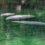 St. Johns River Cruise - Blue Spring State Park - Navigating the Itinerary in Detail