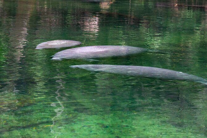 St. Johns River Cruise - Blue Spring State Park - Navigating the Itinerary in Detail