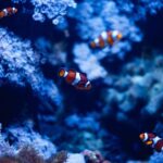St Paul's Bay: Malta National Aquarium Entry Ticket - What You Will See and Experience