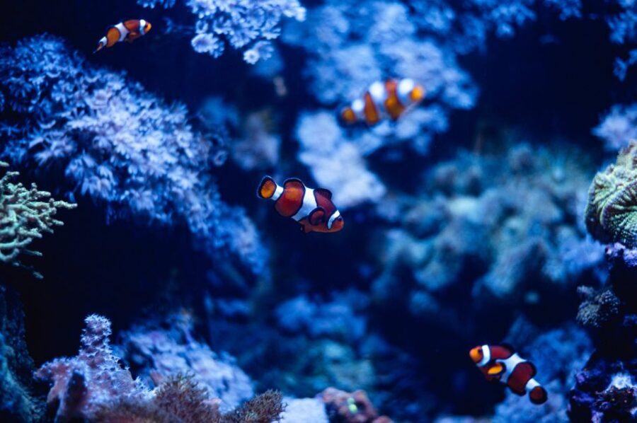 St Paul's Bay: Malta National Aquarium Entry Ticket - What You Will See and Experience