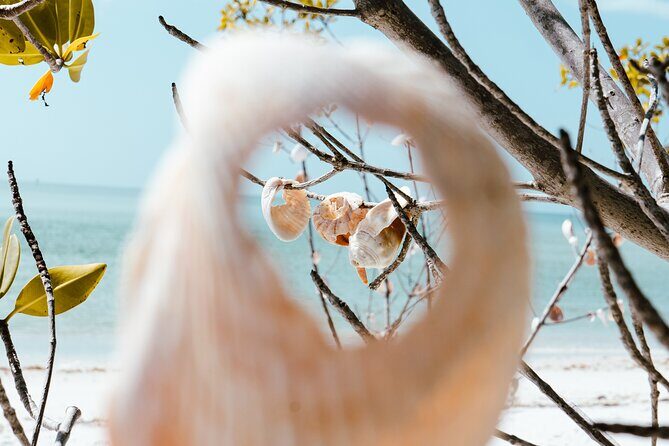 St. Pete Dolphin Watching and Shelling Adventure - Reviews and Authentic Perspectives