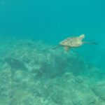 Stand Up Paddle Nature and Turtle tour-Guaranteed to see turtles - An In-Depth Look at the Tour