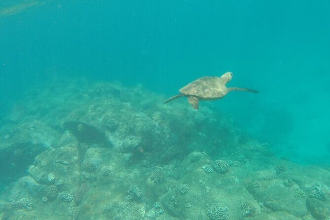 Stand Up Paddle Nature and Turtle tour-Guaranteed to see turtles - An In-Depth Look at the Tour
