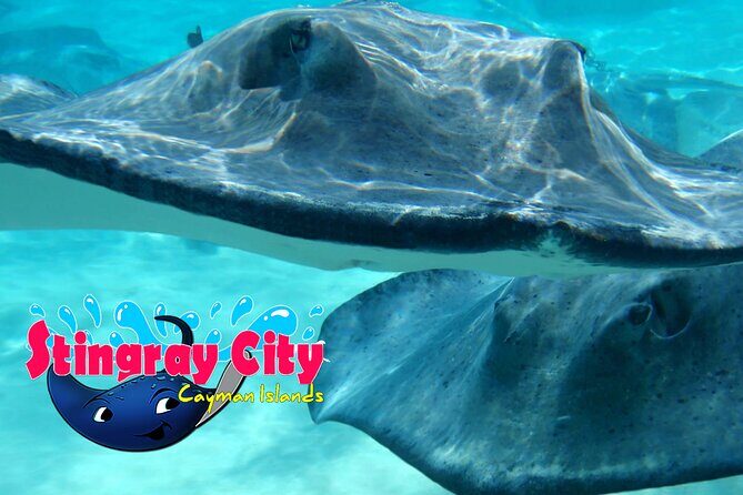 Starfish and Stingray City Fun Tour with Reef Snorkeling- 3 stops - Transportation and Group Size: Ease Matters