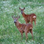 Stockholm: Evening Wildlife Safari with Midsummer Meal - The Wildlife Safari Itself