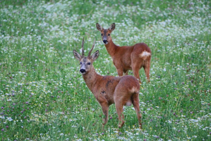 Stockholm: Evening Wildlife Safari with Midsummer Meal - The Wildlife Safari Itself