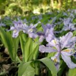 Stroll Back in Time Smokies History Streams and Forest Hike - The Sum Up
