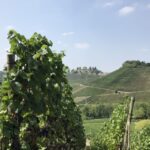 Stuttgart: 2-Hour Vineyard Hike with Tastings - Detailed Breakdown of the Tour Experience