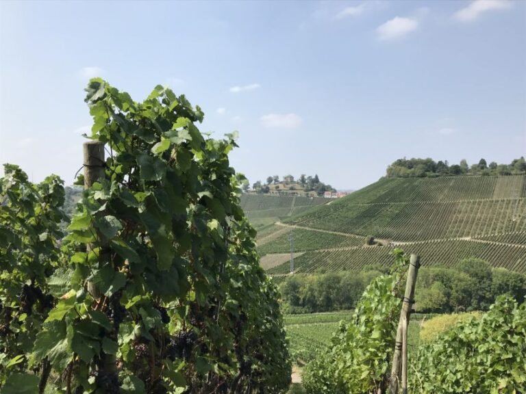 Stuttgart: 2-Hour Vineyard Hike with Tastings - Detailed Breakdown of the Tour Experience