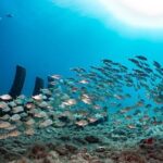 SUBMARINE ADVENTURE - Submarine Excursion in Puerto de Mogán - Practical Details and Considerations