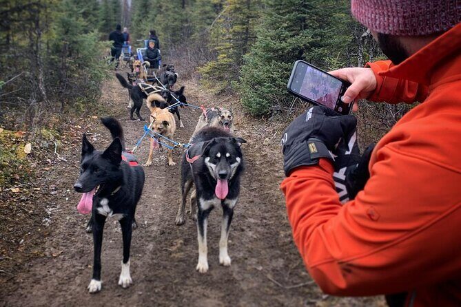 Summer Dog Sledding Adventure in Willow, Alaska - An Authentic, Private Ride