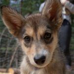 Summer Mushing Cart Ride & Kennel Tour - The Depth of the Experience: Beyond the Surface