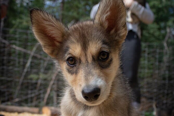 Summer Mushing Cart Ride & Kennel Tour - The Depth of the Experience: Beyond the Surface
