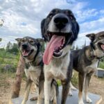 Summer Sled Dog Kennel Tour - Why This Tour Offers Genuine Value