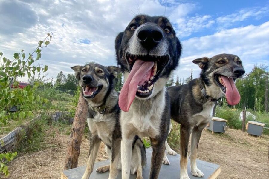 Summer Sled Dog Kennel Tour - Why This Tour Offers Genuine Value