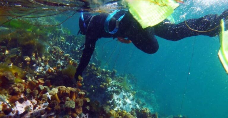 Summer Snorkeling with Grey Seals - Authentic Experiences and Considerations