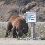 Summit Experience & Yukon Suspension Bridge Tour - Pitchfork Falls and Scenic Points