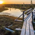 Sunrise Tour To Great Kemeri Bog - The Real Value and Who Will Appreciate It