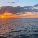 Sunset and Dolphin Cruise around Fort Myers Beach - An In-Depth Look at the Sunset and Dolphin Cruise