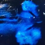 Sunset Bioluminescent Comb Jelly & Dolphin Tour - The Value of This Tour