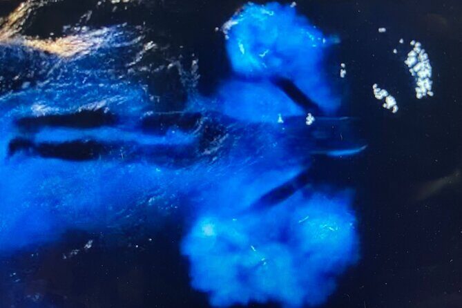 Sunset Bioluminescent Comb Jelly & Dolphin Tour - The Value of This Tour
