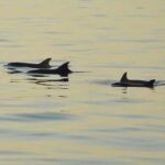 Sunset Dolphin Cruise with Dinner  Medulin Archipelago - An In-Depth Look at the Experience