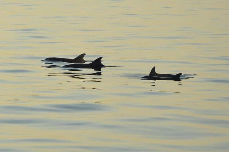 Sunset Dolphin Cruise with Dinner  Medulin Archipelago - An In-Depth Look at the Experience