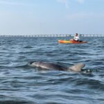 Sunset Kayaking with Dolphins - Analyzing the Value and What You’re Paying For