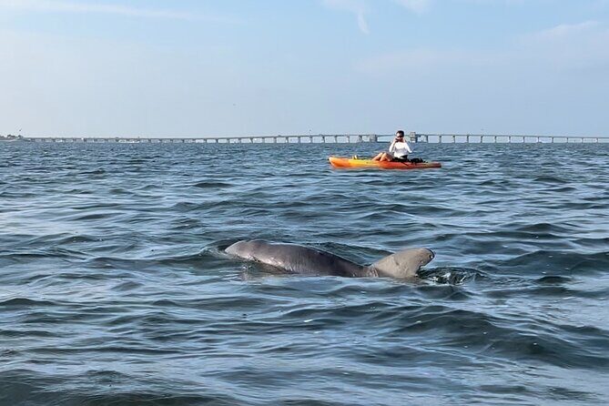 Sunset Kayaking with Dolphins - Analyzing the Value and What You’re Paying For