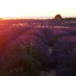 Sunset Lavender Tour in Valensole with pickup from Marseille - The Itinerary in Detail