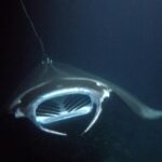 Sunset Manta Ray Tour in Kailua-Kona - Why This Tour Offers Excellent Value