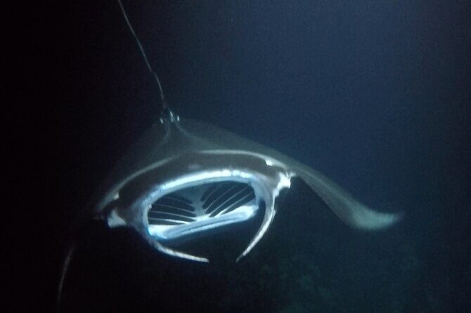 Sunset Manta Ray Tour in Kailua-Kona - Why This Tour Offers Excellent Value