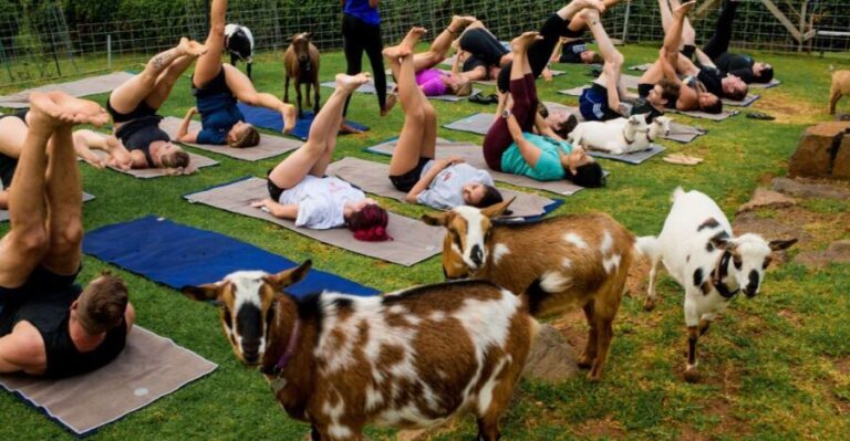 Sunset Maui Goat Yoga with Live Music - The Setting: Maui’s Coastline and Farm Atmosphere