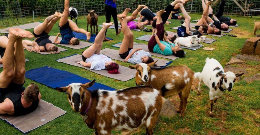 Sunset Maui Goat Yoga with Live Music - The Setting: Maui’s Coastline and Farm Atmosphere