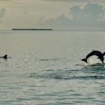 Sunset Powerboat Cruise - What Does the Cruise Include?