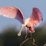 Sunset Private Boat Trip in Naples FL with Secluded Island Stop with your Dog - Practical Details that Matter