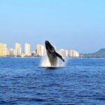 Sunset Whale Watch in Waikiki, Whales Guaranteed or Free Return - Meeting and Booking