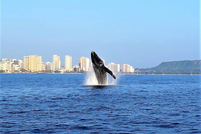 Sunset Whale Watch in Waikiki, Whales Guaranteed or Free Return - Meeting and Booking