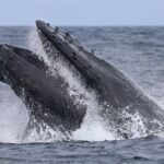 Sunset Whale Watch Tour in Monterey - FAQs