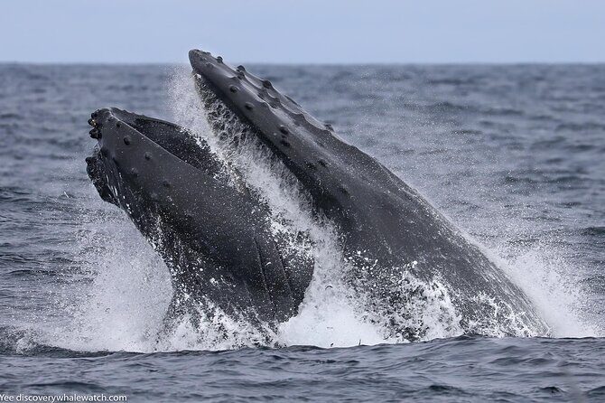 Sunset Whale Watch Tour in Monterey - FAQs