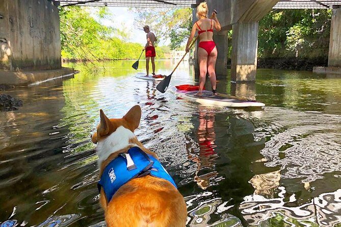 SUP PUP Paddleboard Tour - What To Expect: The Experience in Detail