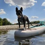 SUP Station Würzburg: SUP board rental, courses, training directly on the Main - The Value of SUP Station Würzburg
