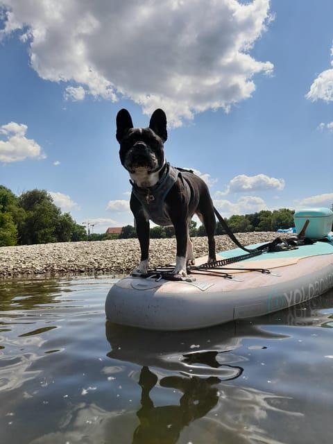 SUP Station Würzburg: SUP board rental, courses, training directly on the Main - The Value of SUP Station Würzburg