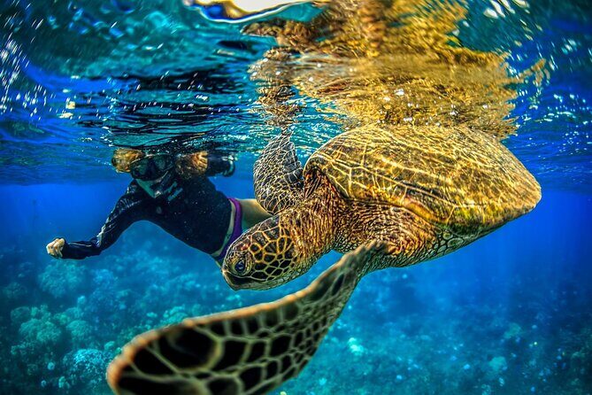 Super Raft - Private Charter Maui 3 Hour Snorkel to Coral Gardens or Molokini - Who This Tour Is Best For